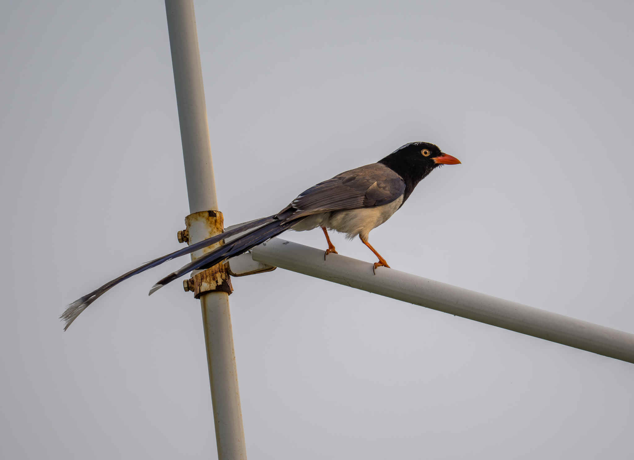 Species Spotlight: Red-billed Blue Magpie - 10,000 Birds