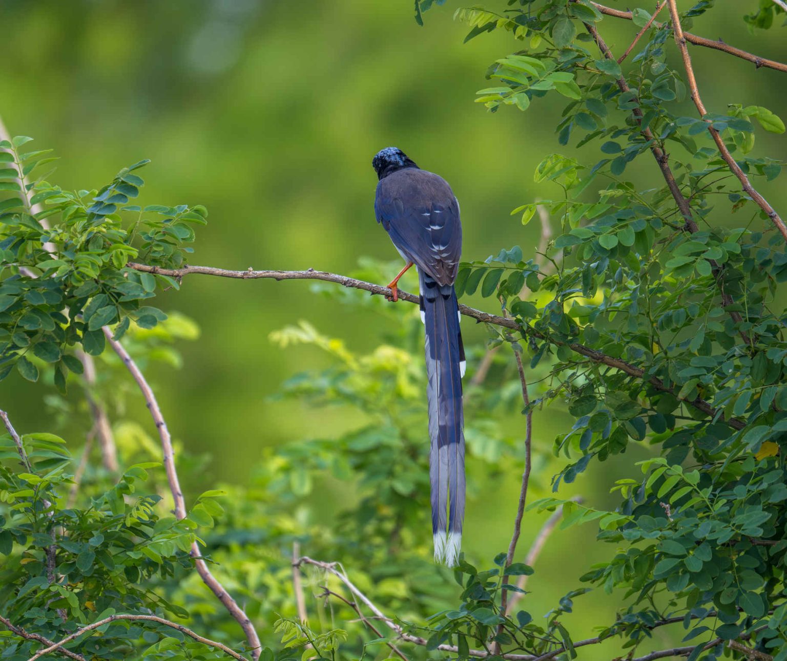 Species Spotlight: Red-billed Blue Magpie - 10,000 Birds