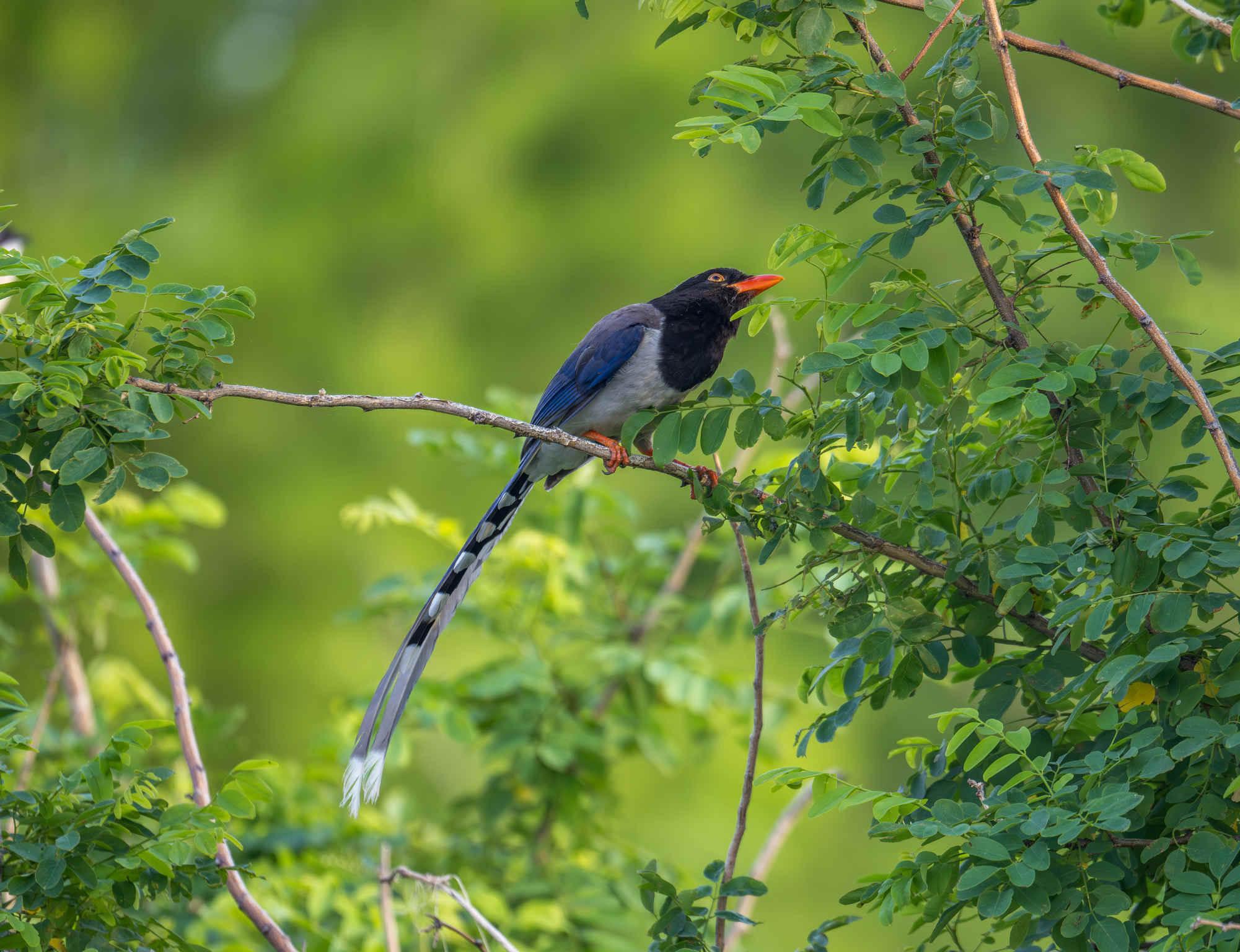 Species Spotlight: Red-billed Blue Magpie - 10,000 Birds
