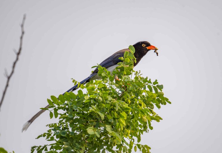 Species Spotlight: Red-billed Blue Magpie - 10,000 Birds