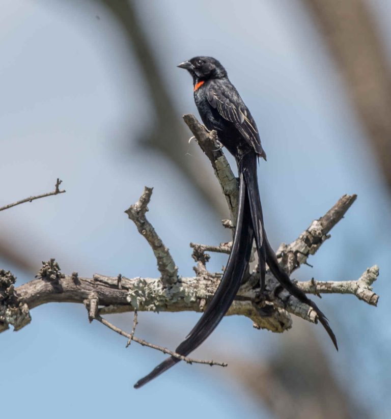 8 Very Frightening Bird Names - 10,000 Birds