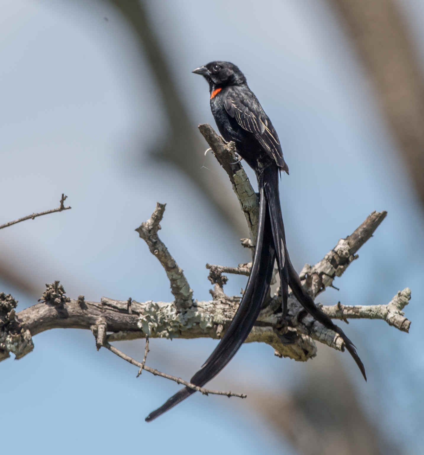 8 Very Frightening Bird Names - 10,000 Birds