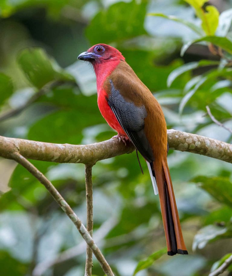 Three Photos: Immovable Trogons - 10,000 Birds