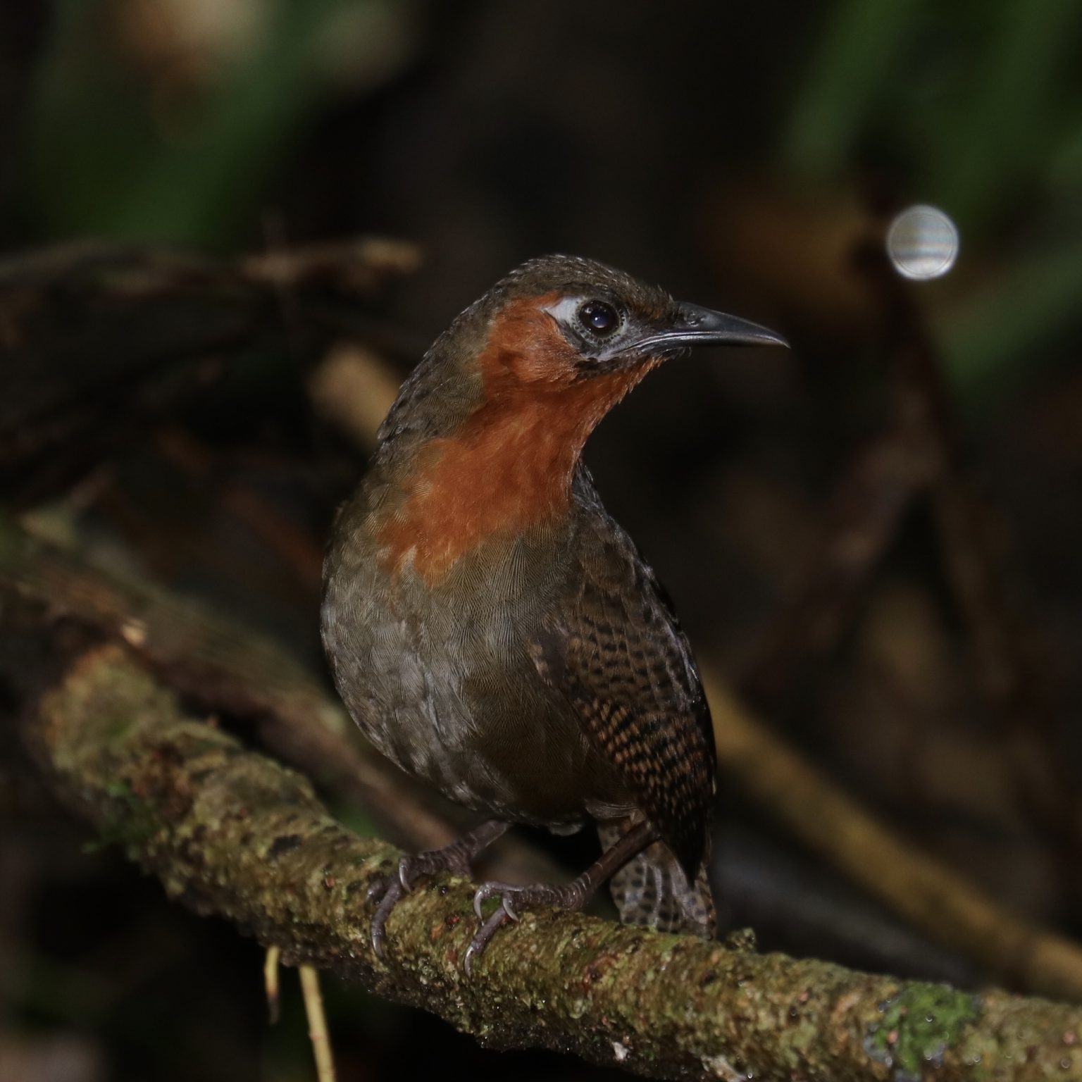 Let’s Get Loud! - 10,000 Birds