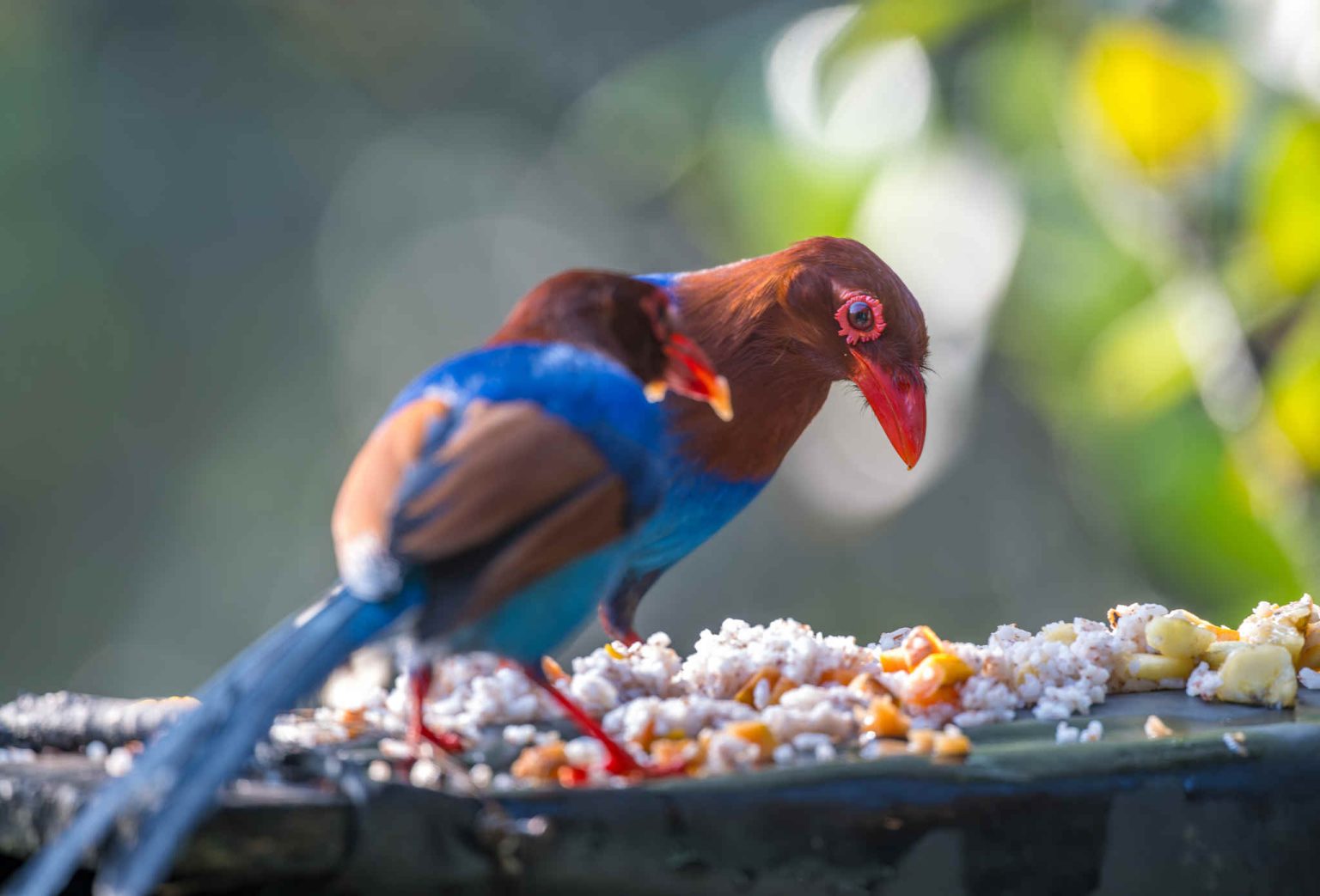 Species Spotlight: Sri Lanka Blue Magpie - 10,000 Birds