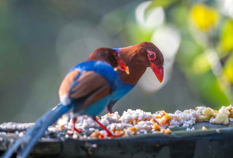 Species Spotlight: Sri Lanka Blue Magpie - 10,000 Birds