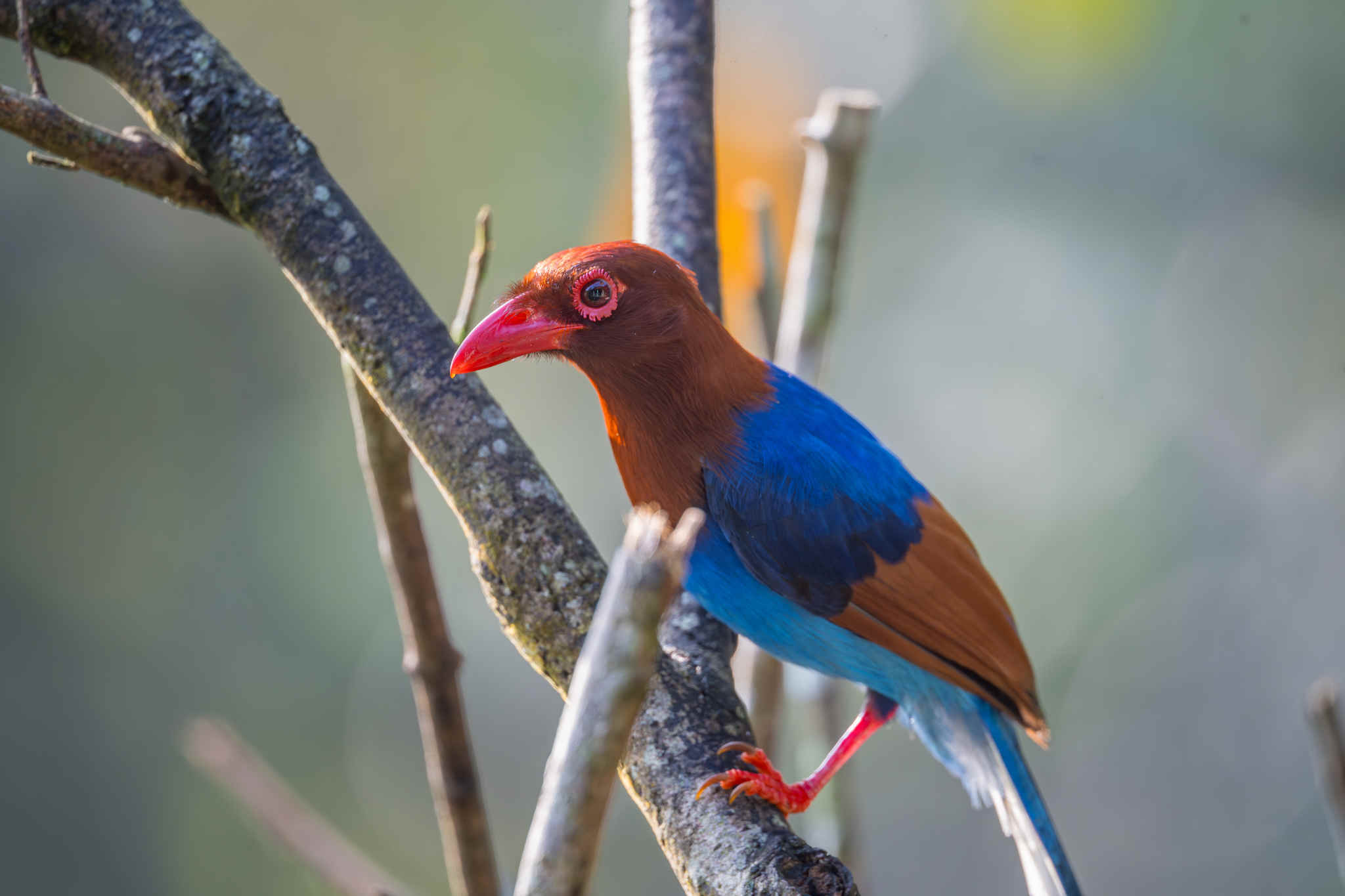 Species Spotlight: Sri Lanka Blue Magpie - 10,000 Birds