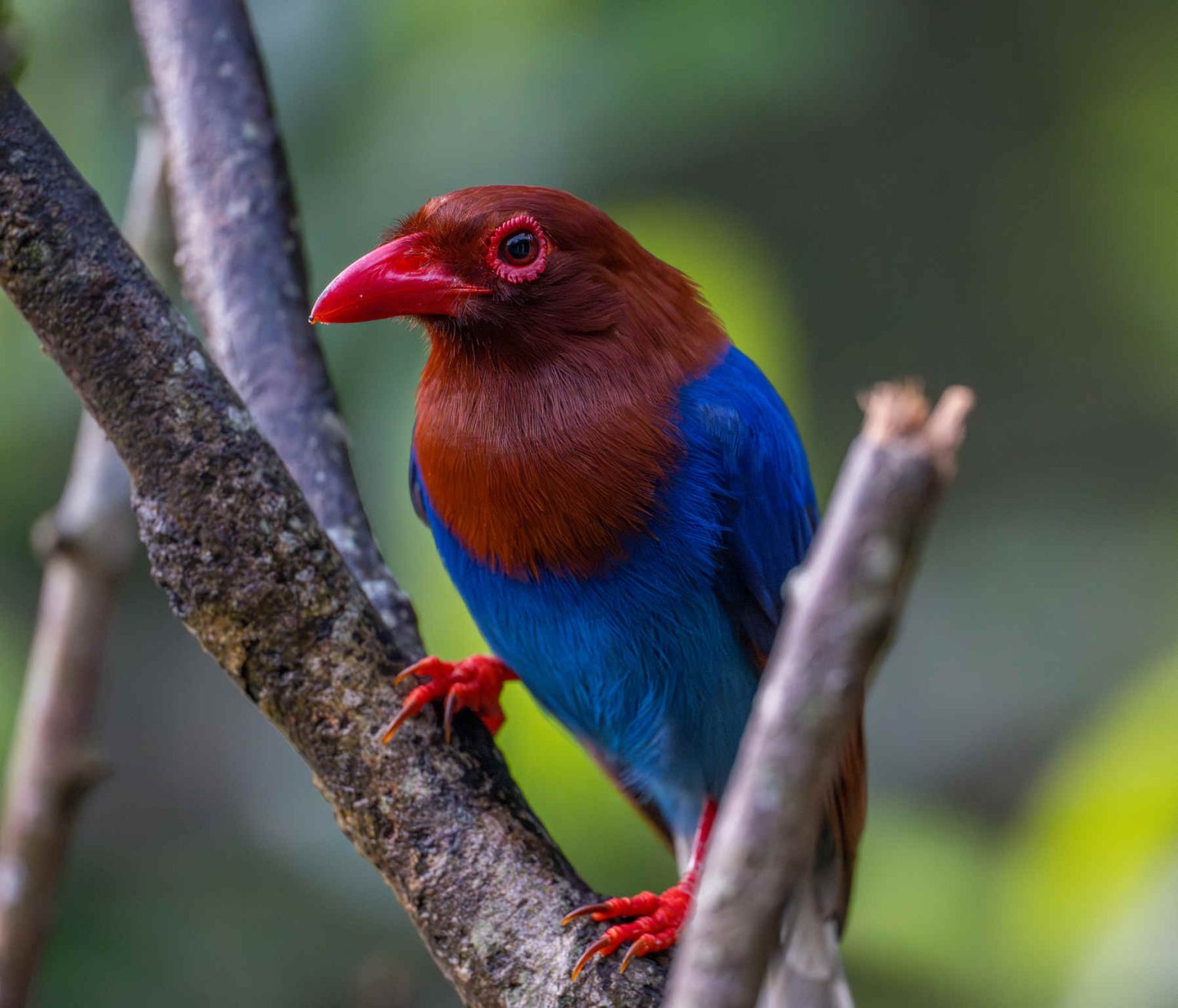 Species Spotlight: Sri Lanka Blue Magpie - 10,000 Birds
