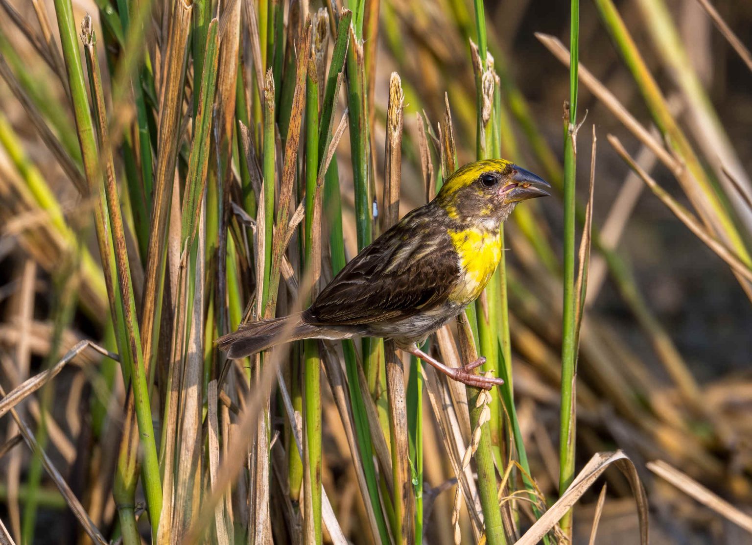 Species Spotlight: Streaked Weaver - 10,000 Birds