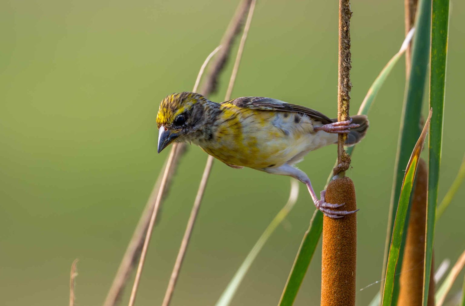 Species Spotlight: Streaked Weaver - 10,000 Birds