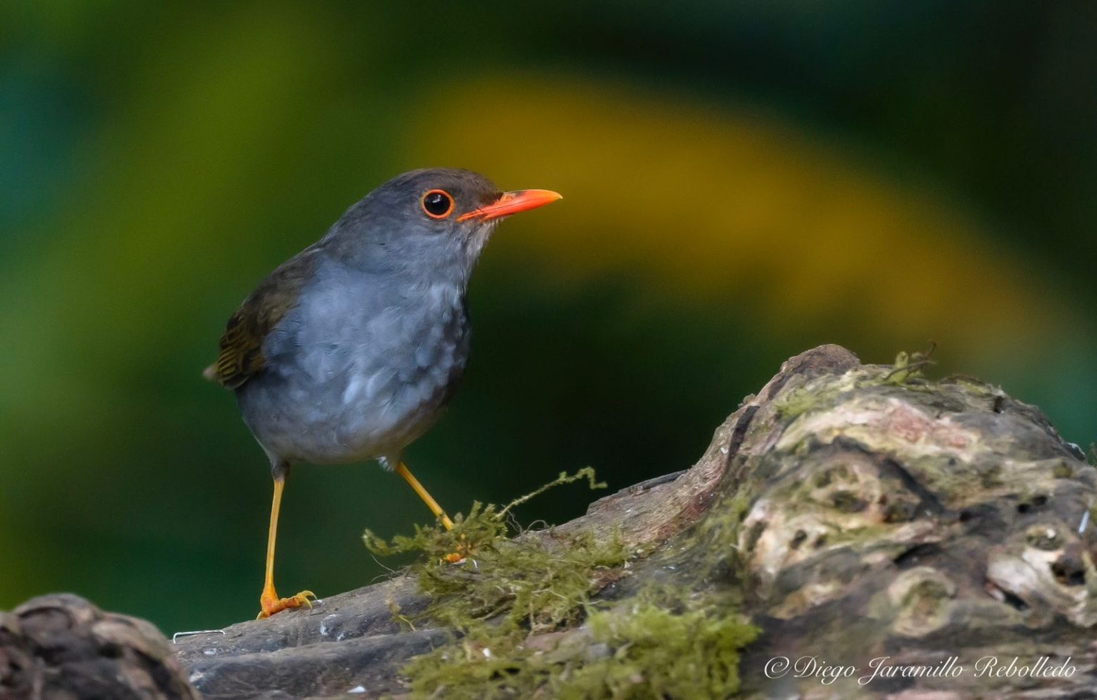 Birding Lodges of the World: San Felipe Birding, Colombia - 10,000 Birds
