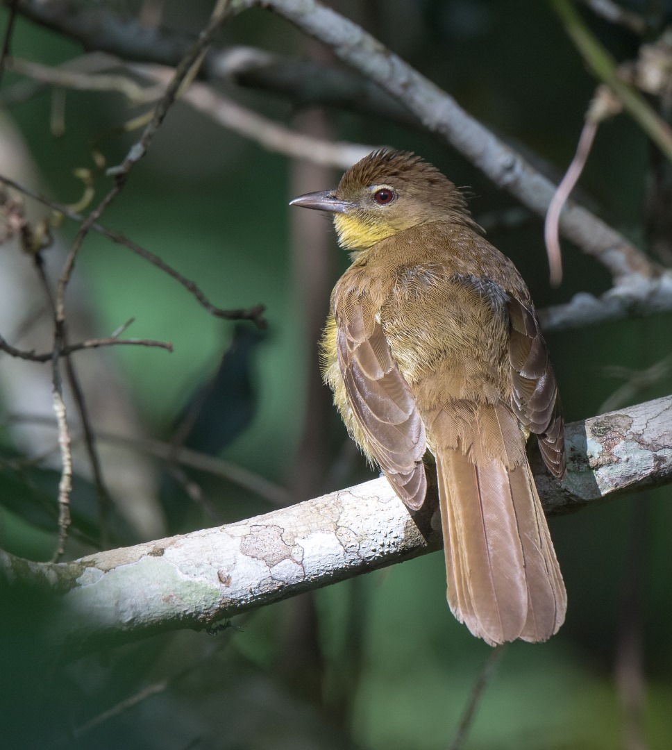 Top 10 Extremely Boring Birds: Greenbuls - 10,000 Birds