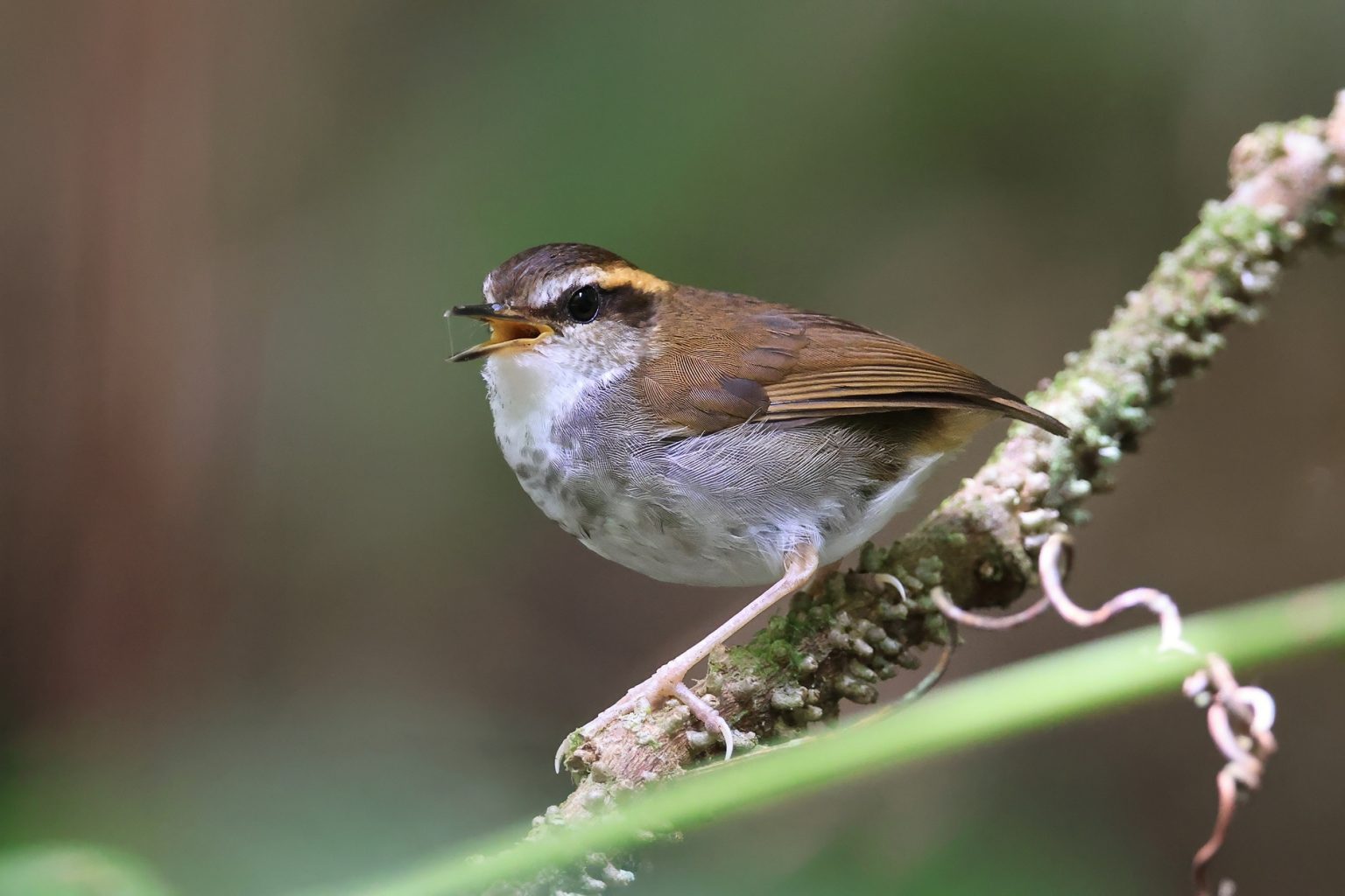 Three Photos: Kinabalu - 10,000 Birds