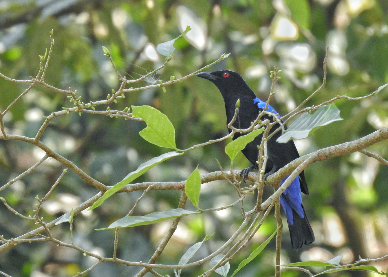 Bird Guides of the World: Sanjib Acharya, Nepal - 10,000 Birds