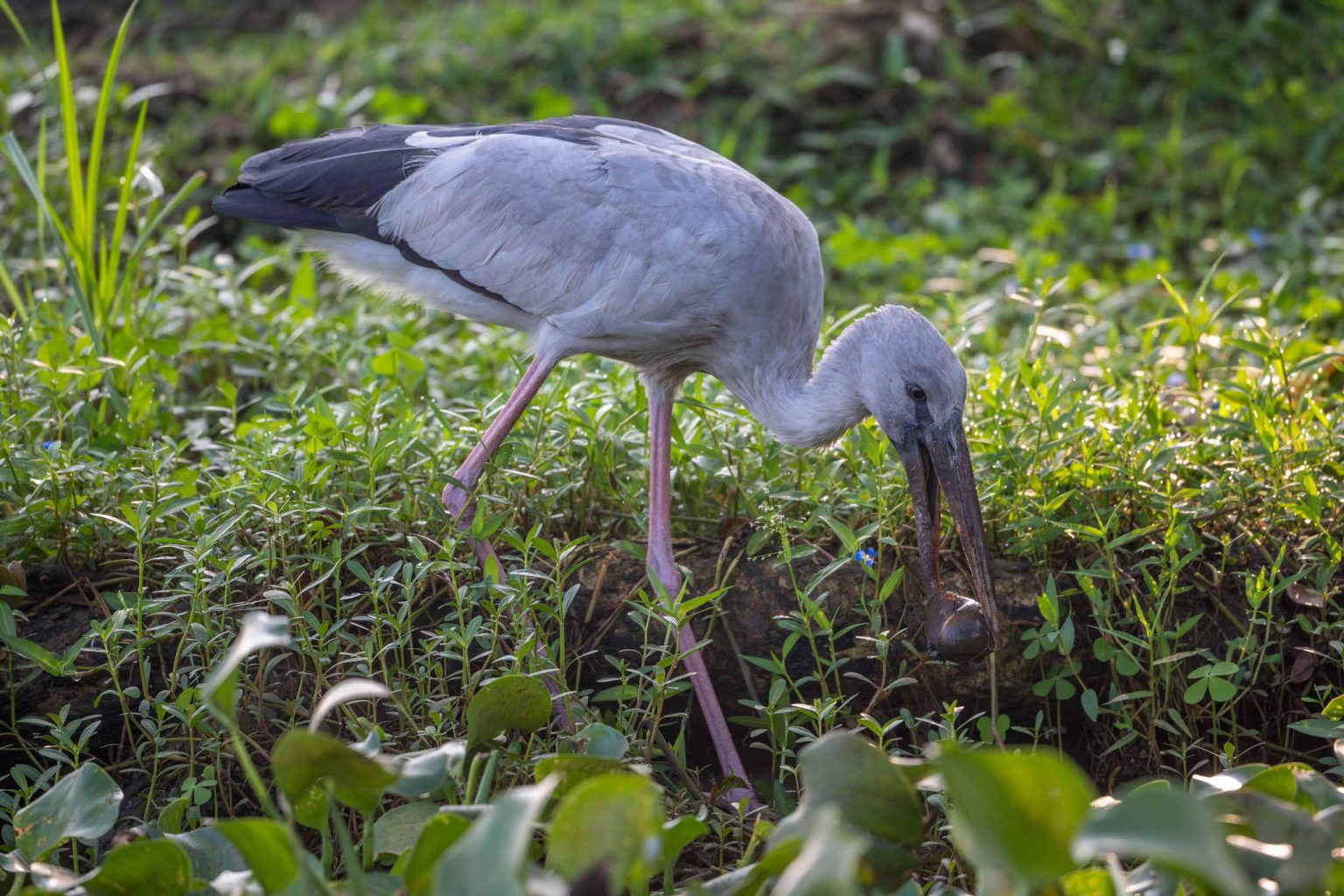 Species Spotlight: Asian Openbill - 10,000 Birds