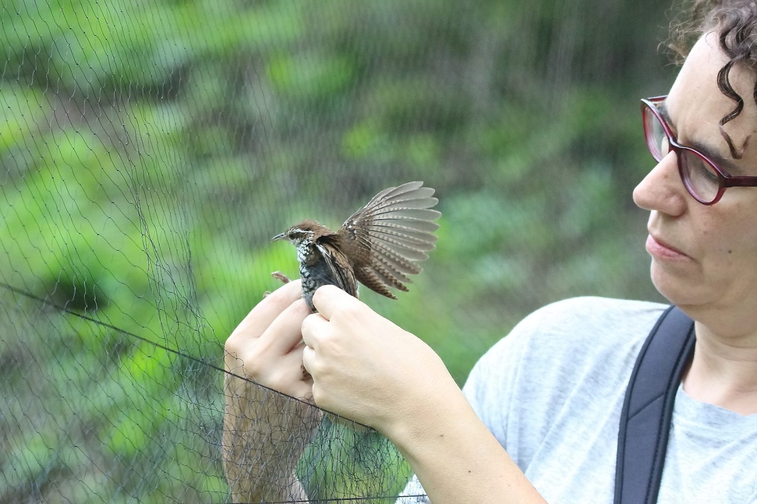 If You Walk with Wolves - 10,000 Birds