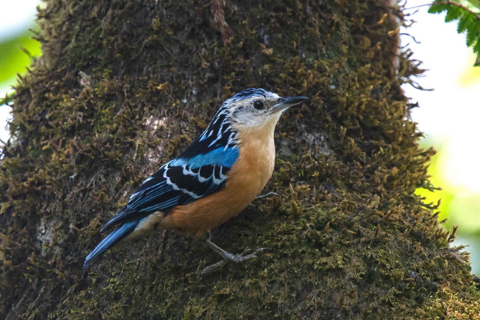 Bird Guides of the World: Rofikul Islam, India - 10,000 Birds