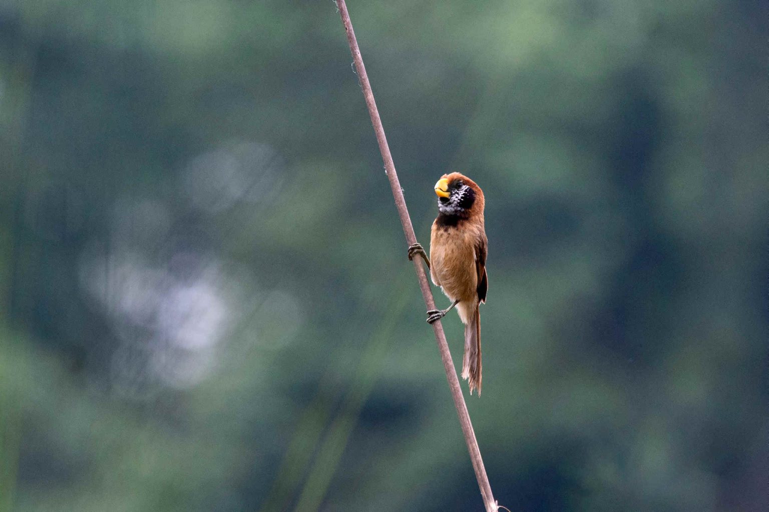 Bird Guides of the World: Rofikul Islam, India - 10,000 Birds