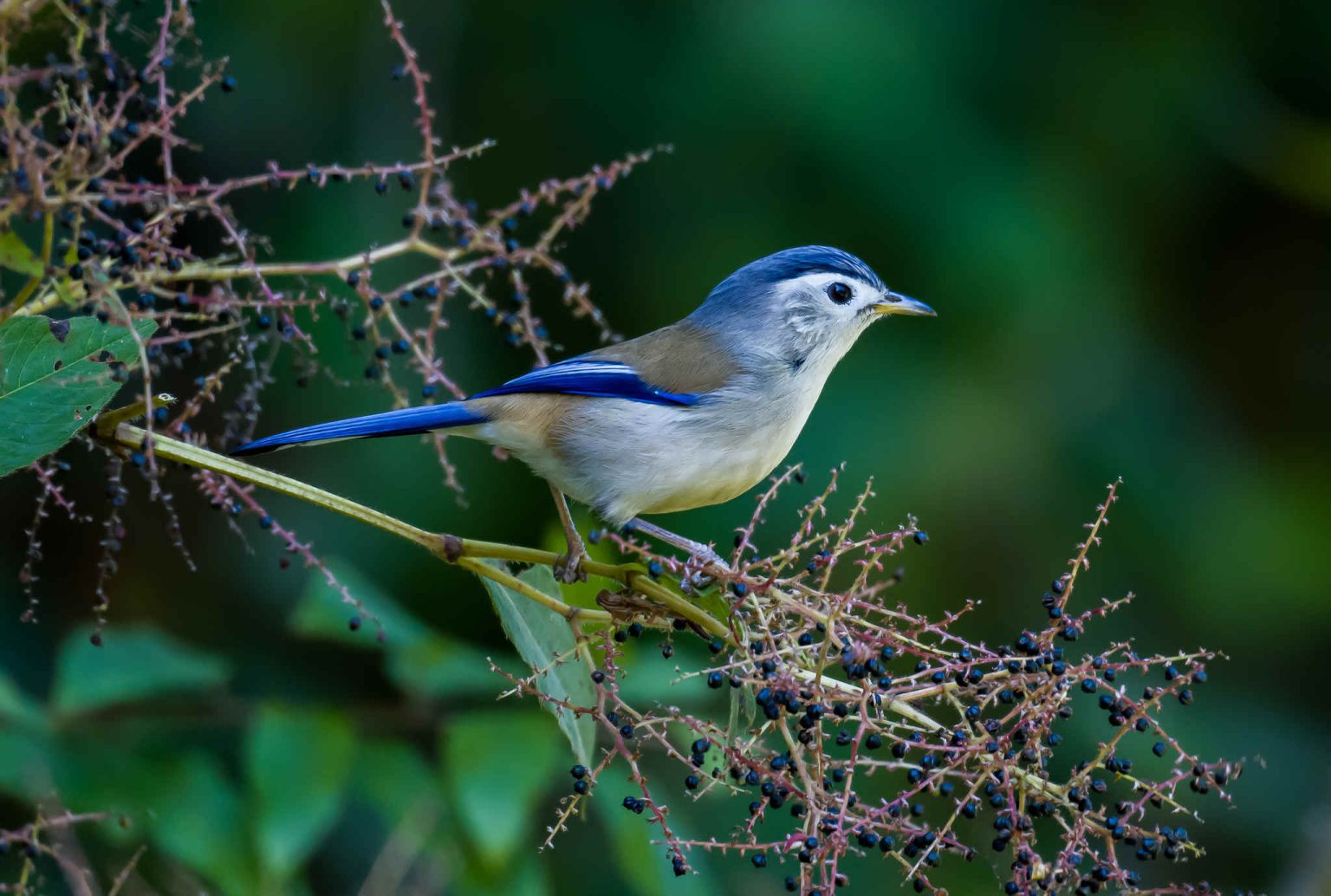 Three Photos: Winged Creatures - 10,000 Birds