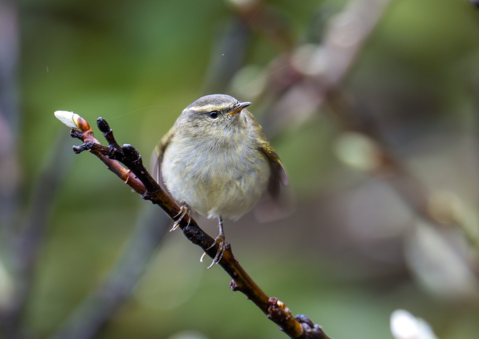 Birding Kangding and Wenchuan, Sichuan, China - 10,000 Birds