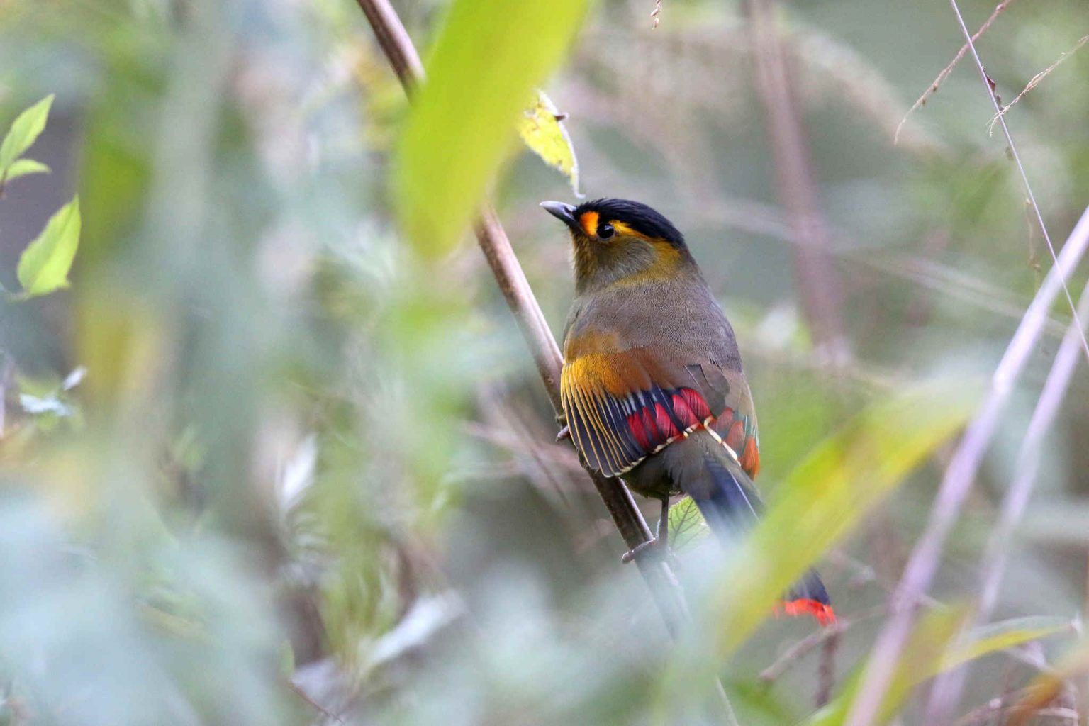Bird Guides of the World: Rofikul Islam, India - 10,000 Birds