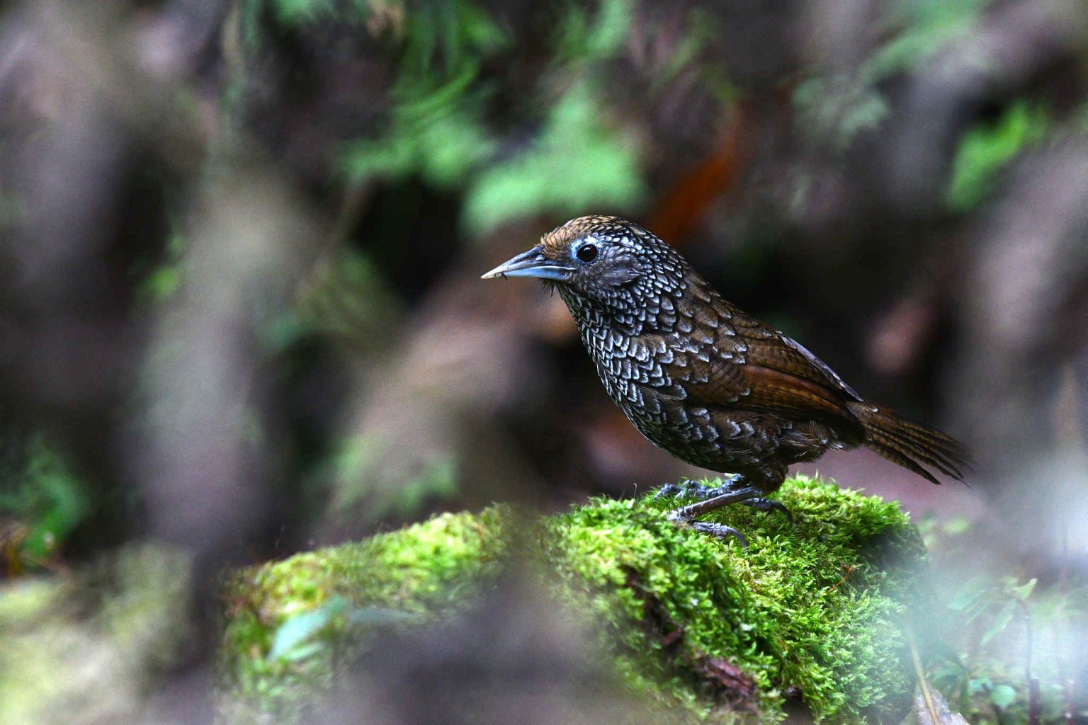 Bird Guides of the World: Rofikul Islam, India - 10,000 Birds