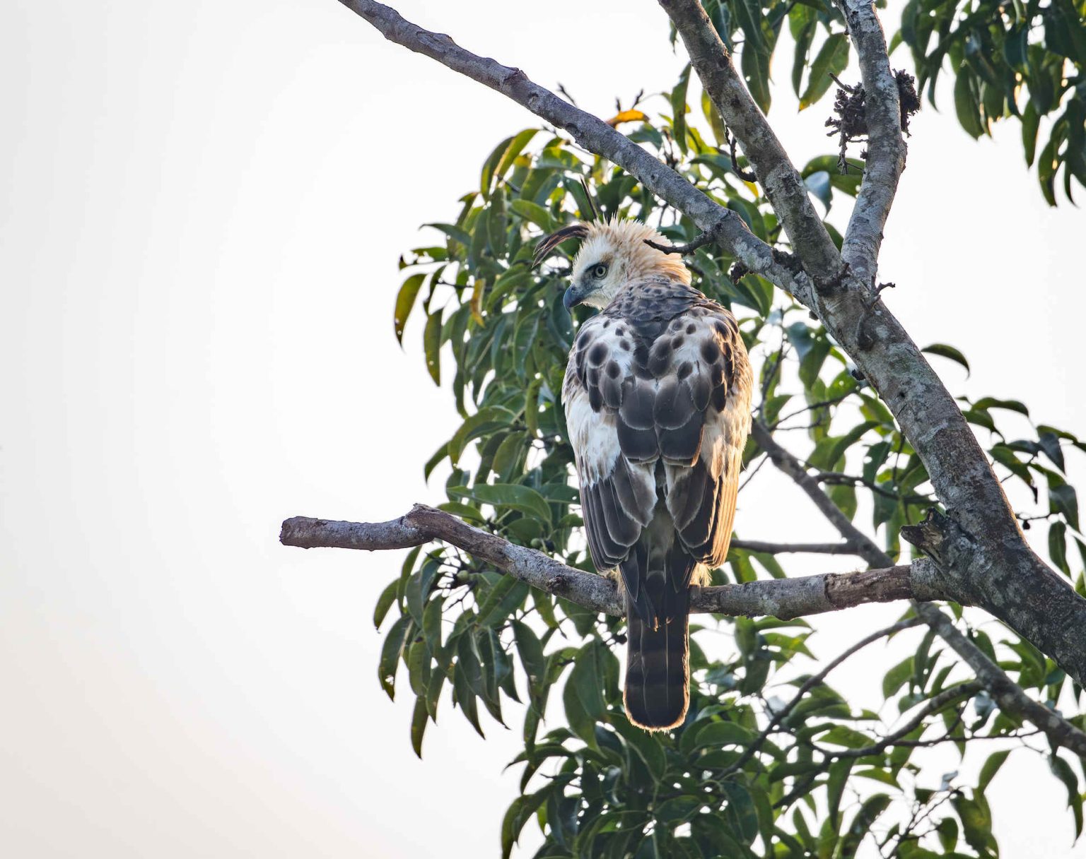 Species Spotlight: Changeable Hawk-eagle - 10,000 Birds