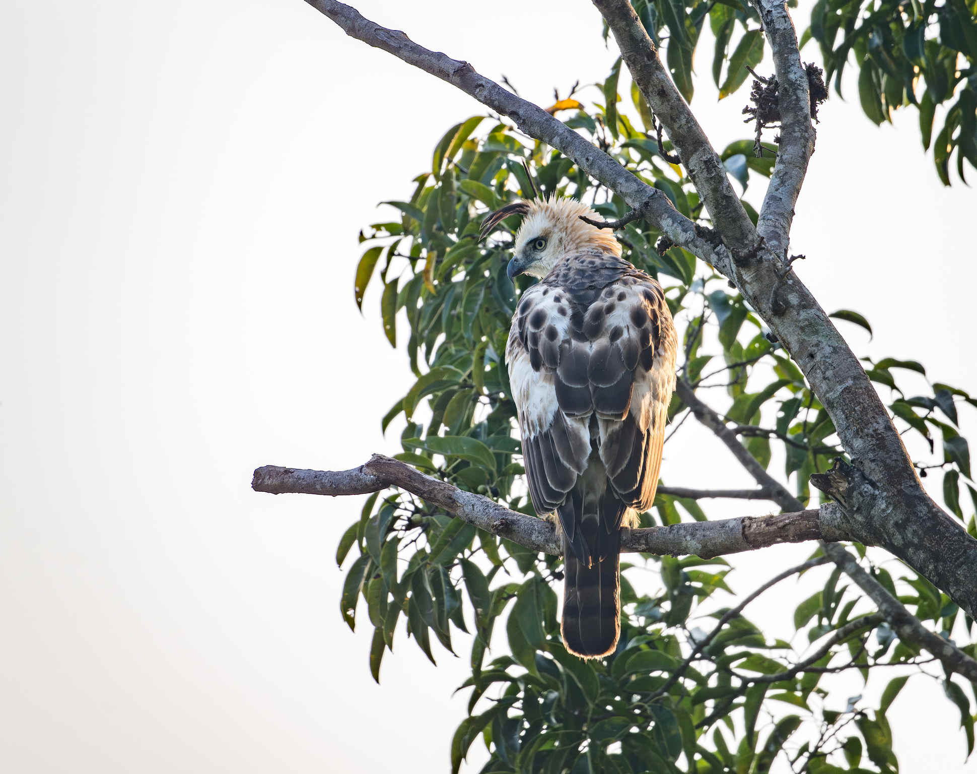 Species Spotlight: Changeable Hawk-eagle - 10,000 Birds