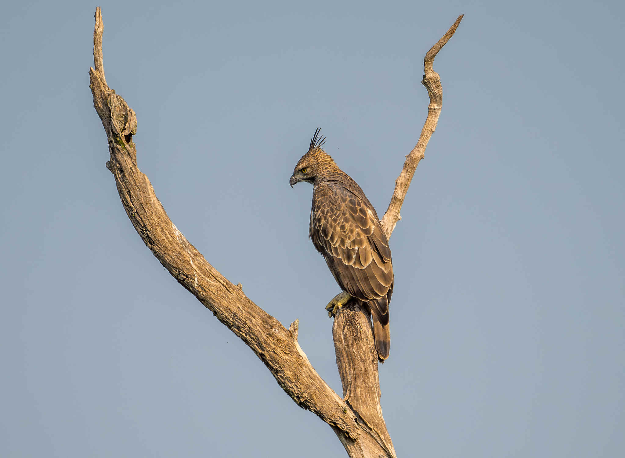 Species Spotlight: Changeable Hawk-eagle - 10,000 Birds