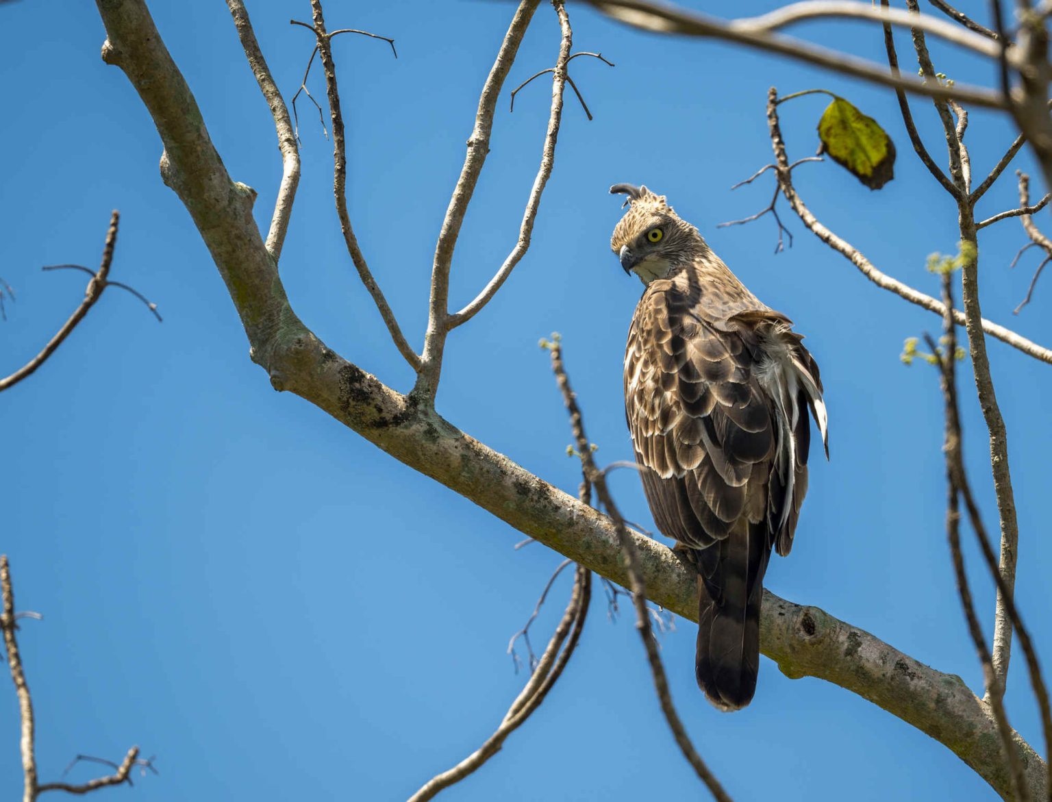 Species Spotlight: Changeable Hawk-eagle - 10,000 Birds