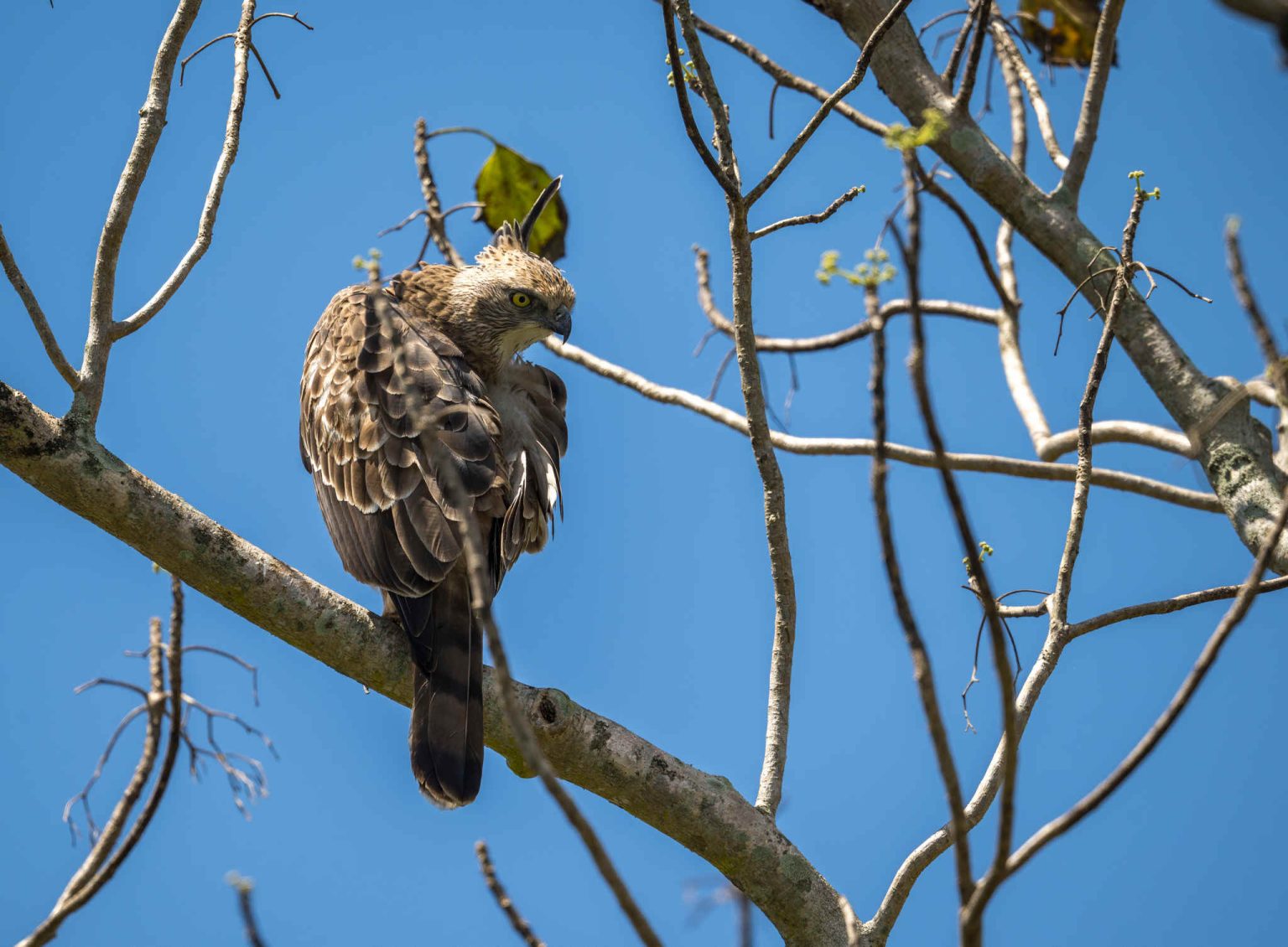 Species Spotlight: Changeable Hawk-eagle - 10,000 Birds