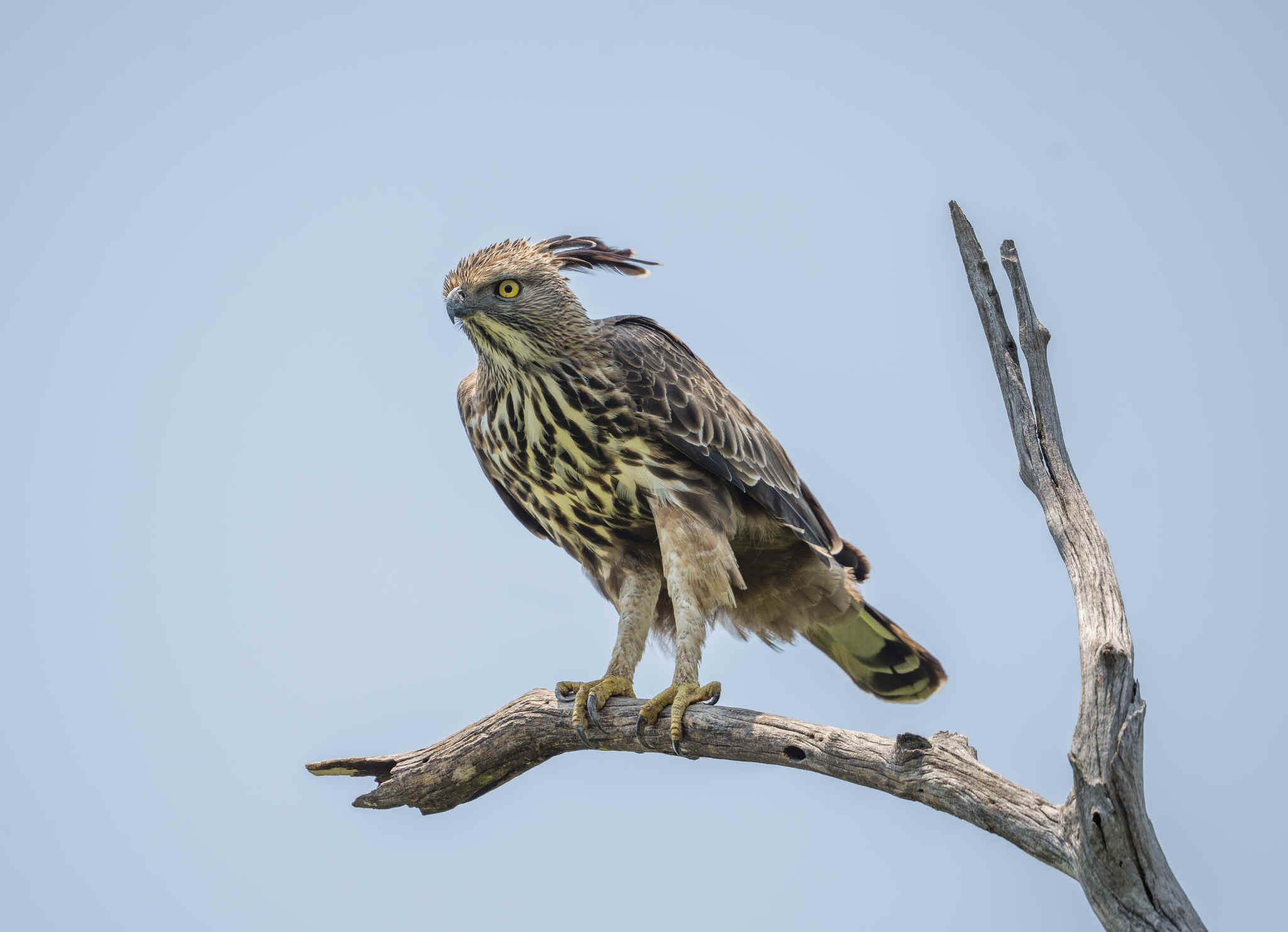 Species Spotlight: Changeable Hawk-eagle - 10,000 Birds
