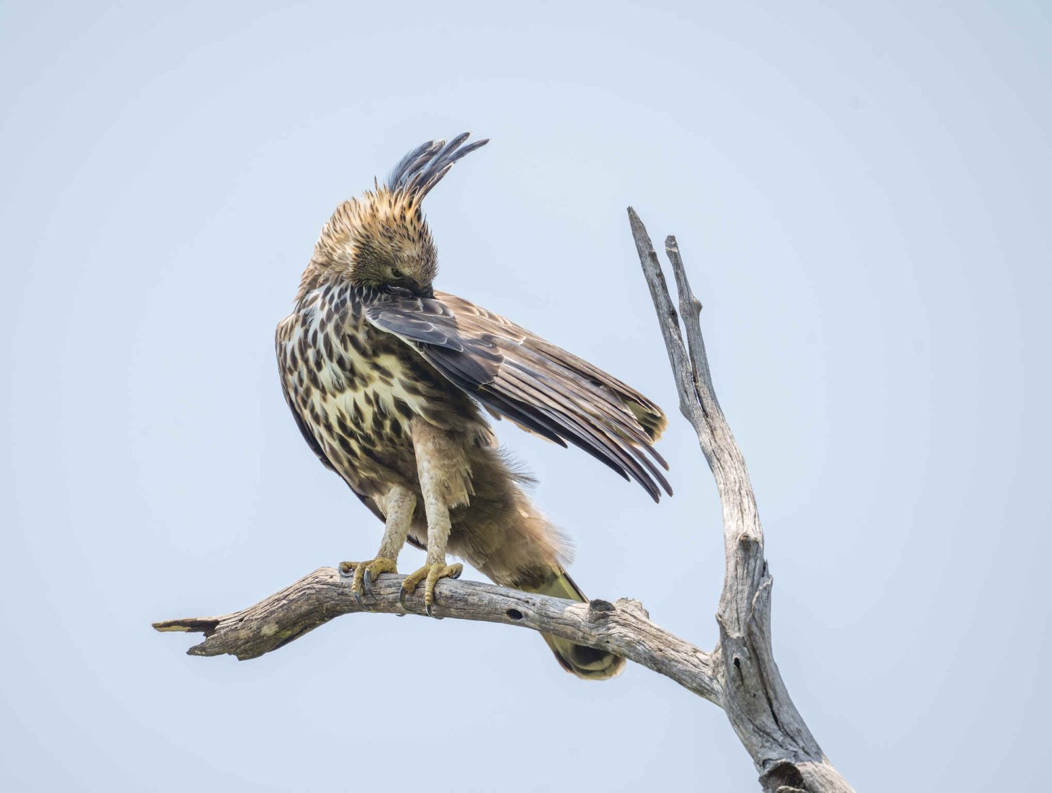Species Spotlight: Changeable Hawk-eagle - 10,000 Birds