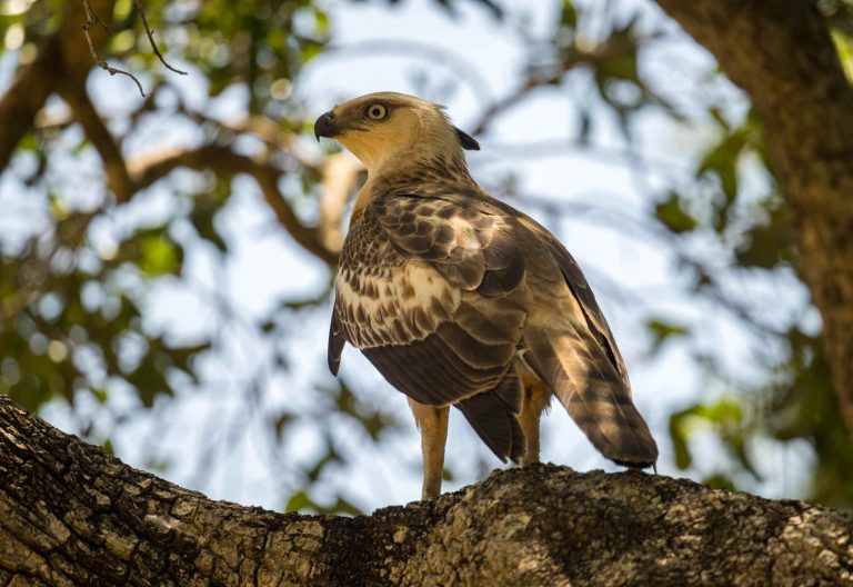 Species Spotlight: Changeable Hawk-eagle - 10,000 Birds