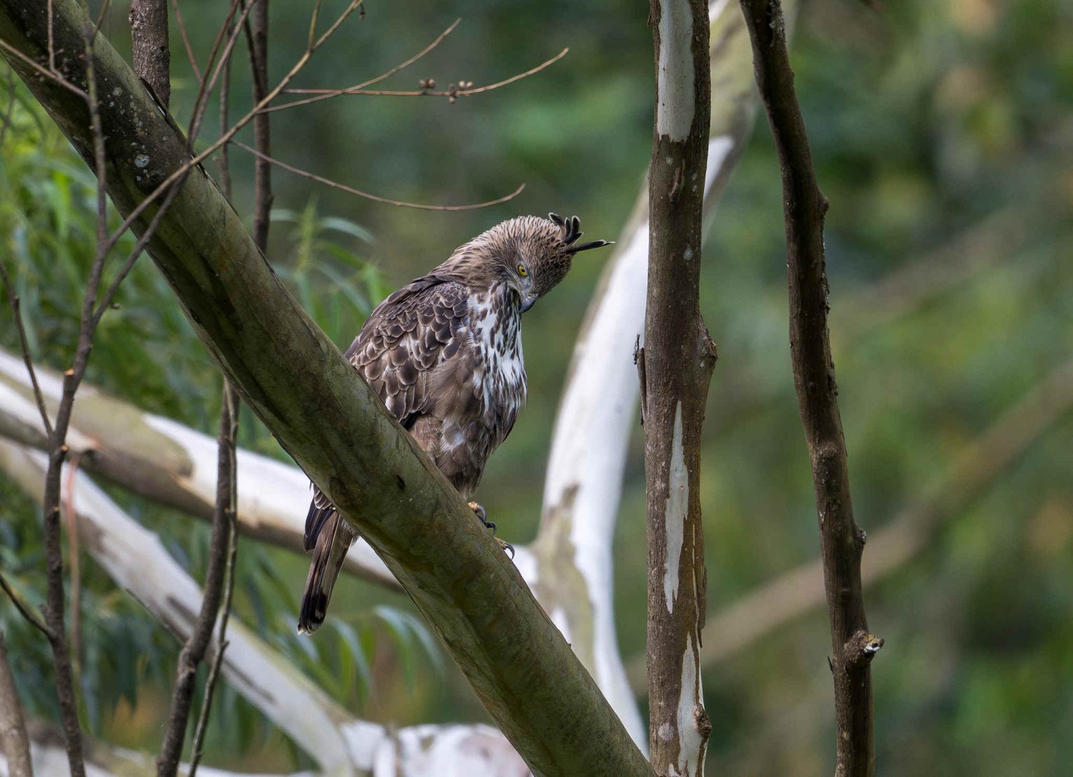 Species Spotlight: Changeable Hawk-eagle - 10,000 Birds