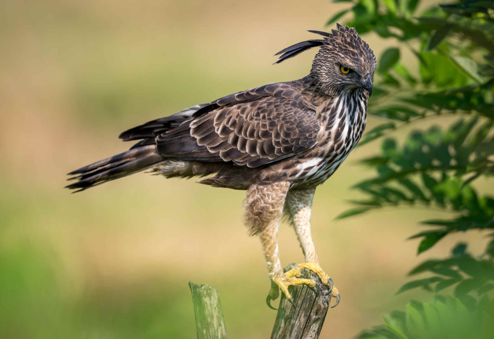 Species Spotlight: Changeable Hawk-eagle - 10,000 Birds