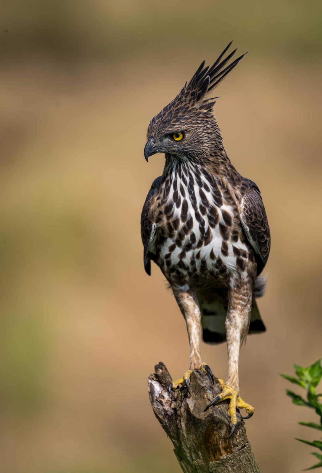 Species Spotlight: Changeable Hawk-eagle - 10,000 Birds