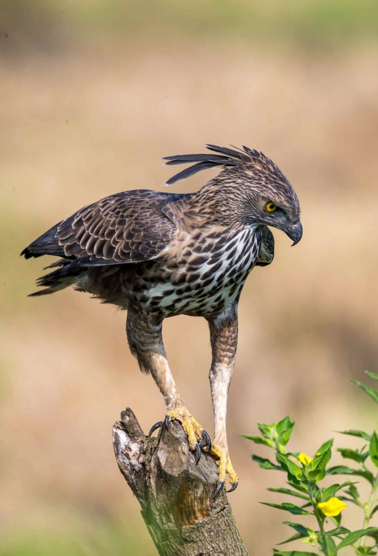 Species Spotlight: Changeable Hawk-eagle - 10,000 Birds