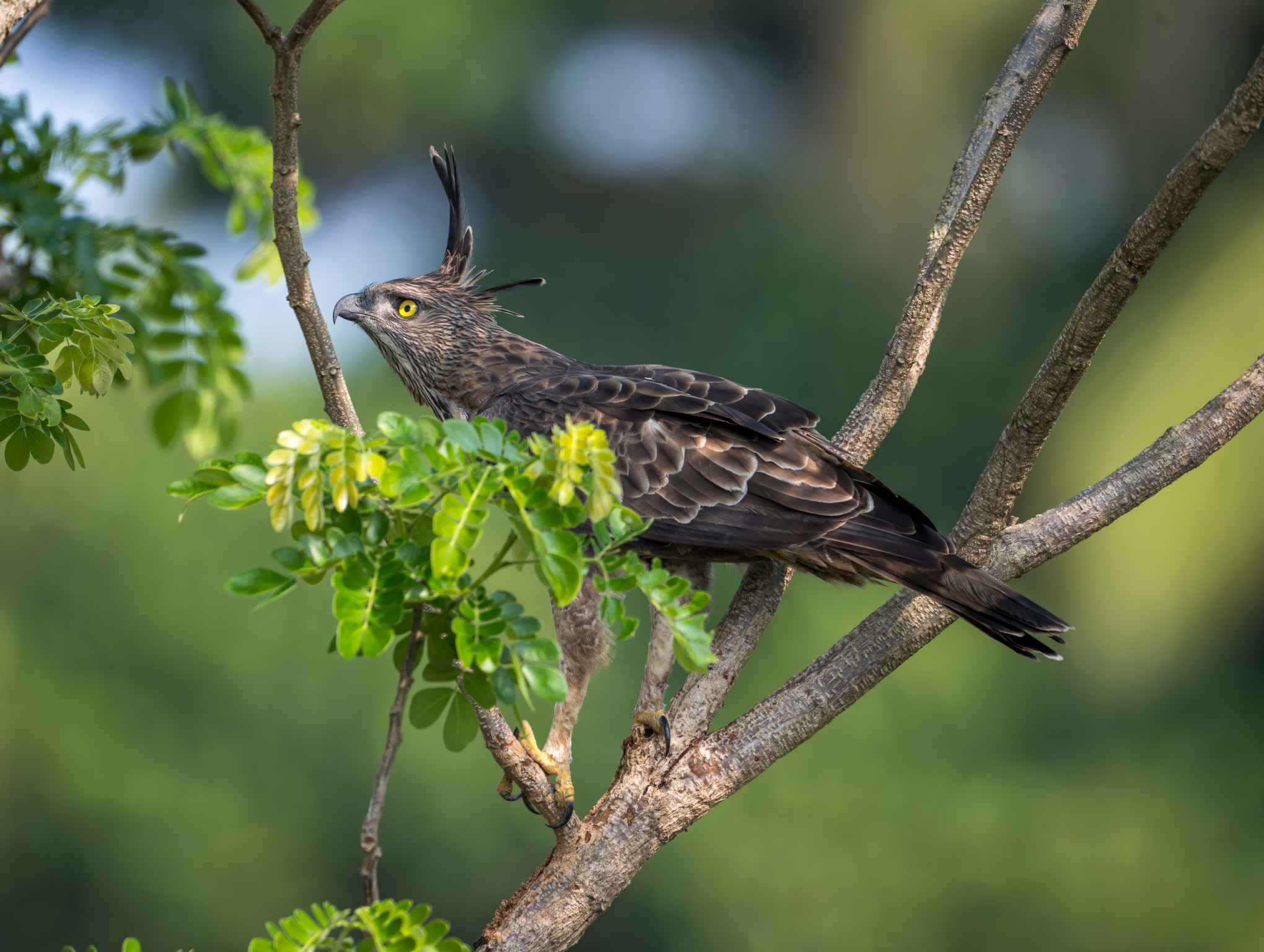 Species Spotlight: Changeable Hawk-eagle - 10,000 Birds