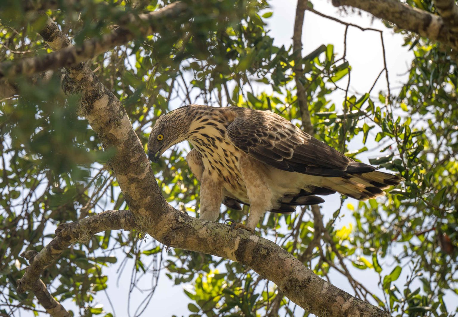 Species Spotlight: Changeable Hawk-eagle - 10,000 Birds