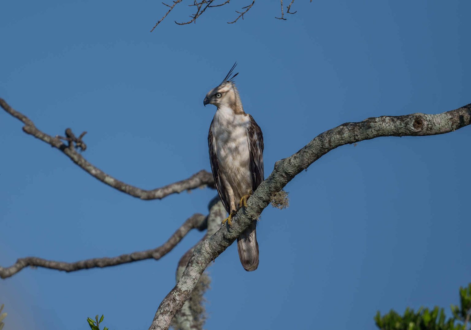 Species Spotlight: Changeable Hawk-eagle - 10,000 Birds