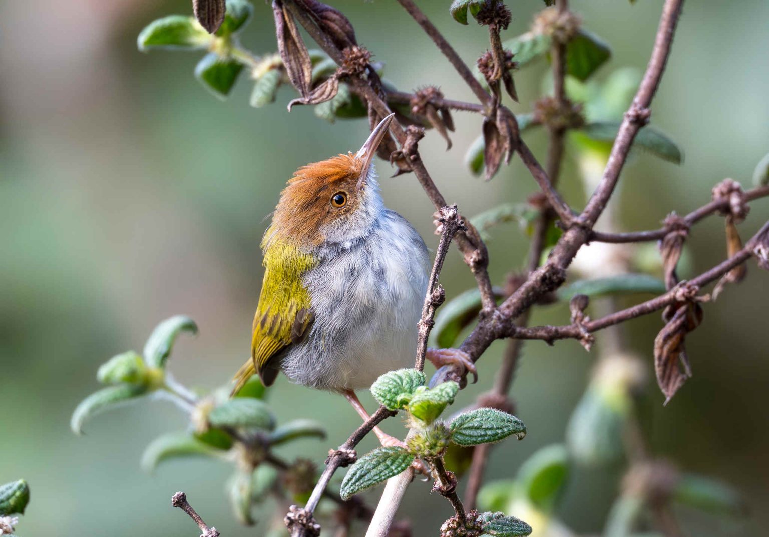 Birding Horton Plains, Sri Lanka - 10,000 Birds