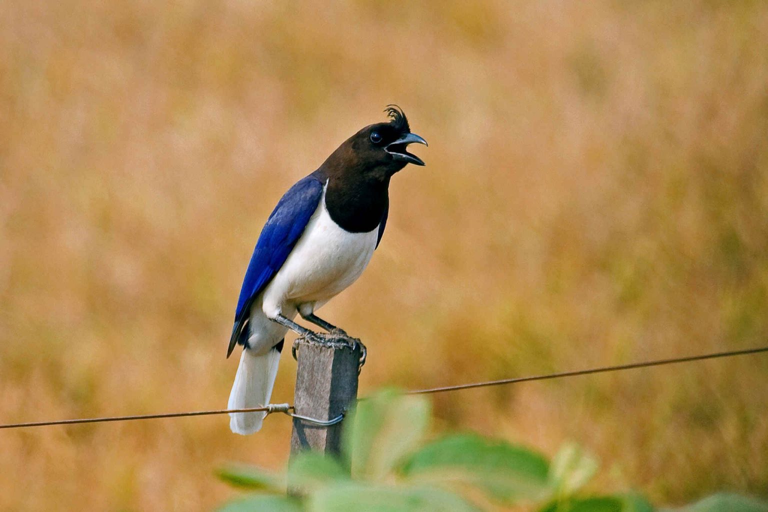 Bird Guides of the World: Carlos Henrique Almeida, Brazil - 10,000 Birds