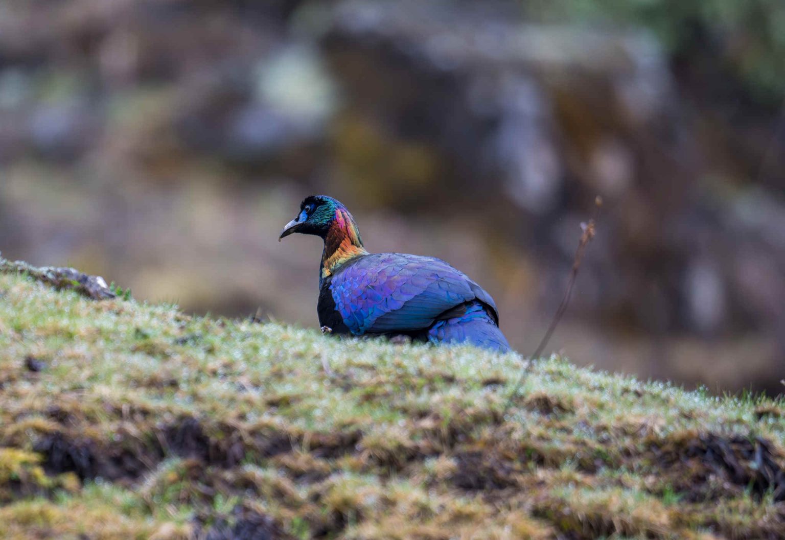 Species Spotlight: Chinese Monal - 10,000 Birds