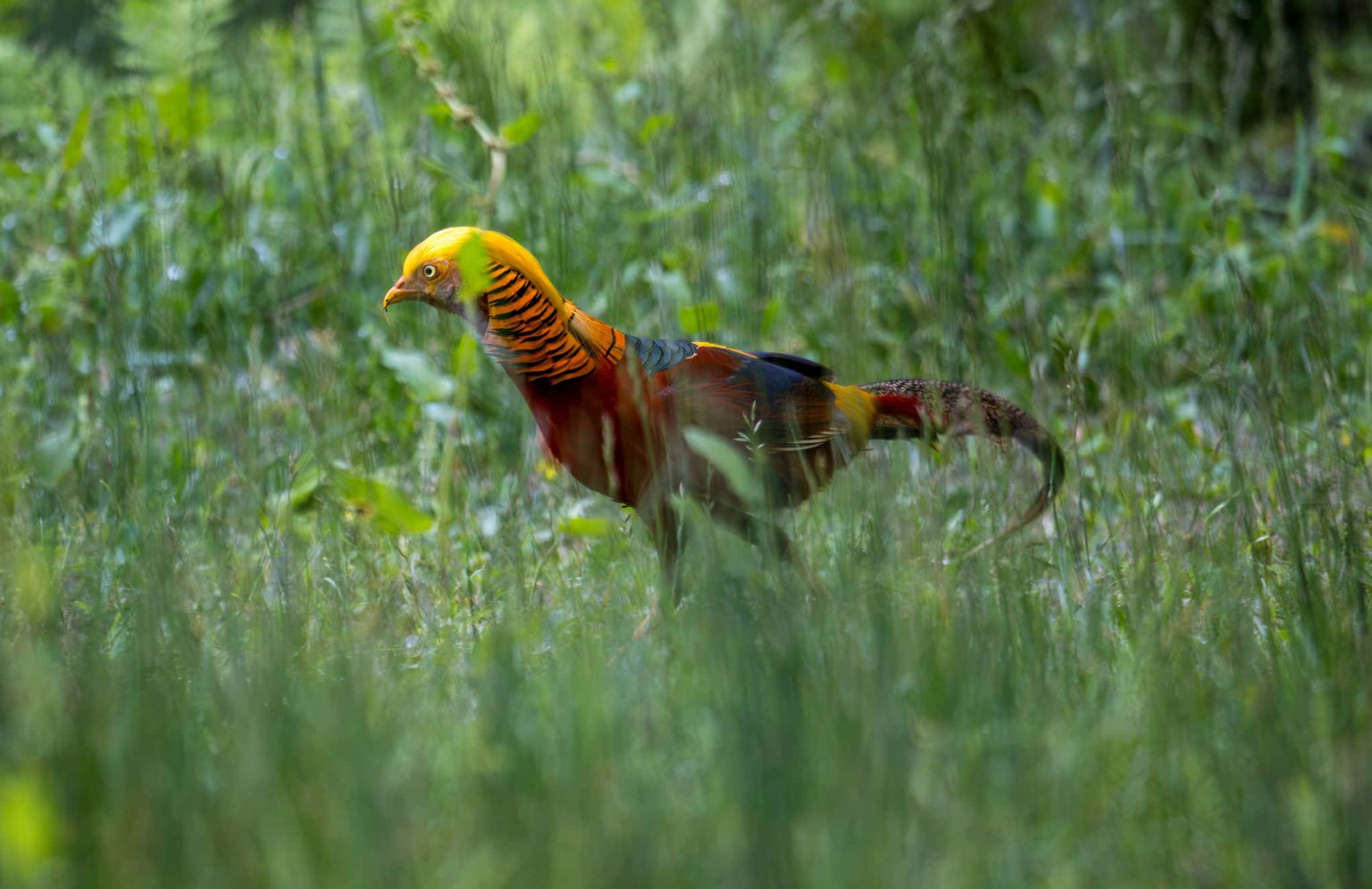 Species Spotlight: Golden Pheasant - 10,000 Birds