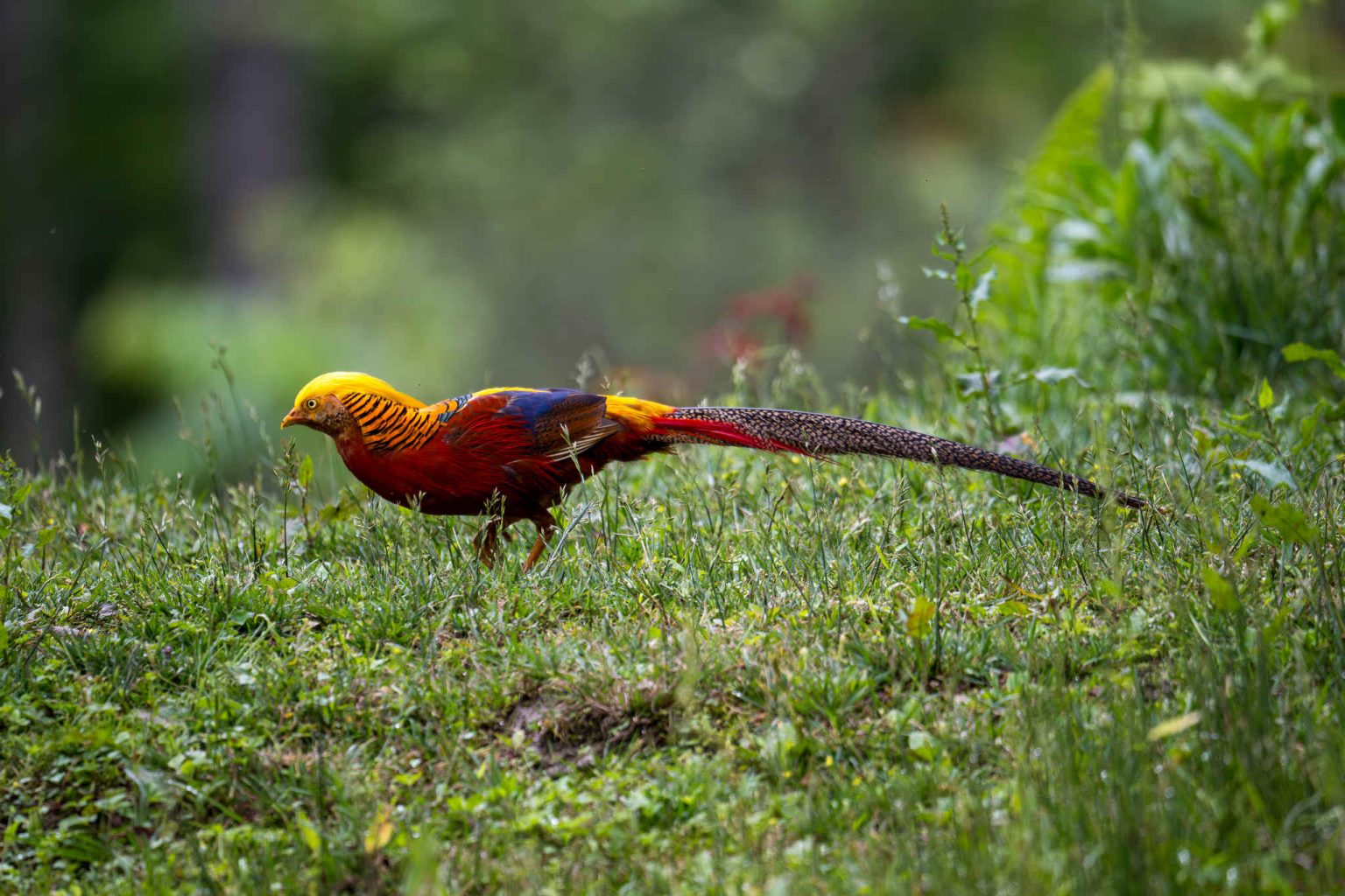 Species Spotlight: Golden Pheasant - 10,000 Birds