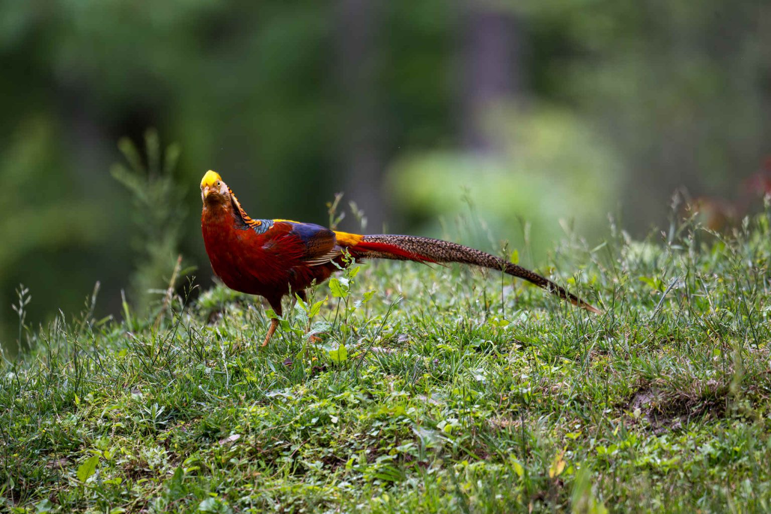 Species Spotlight: Golden Pheasant - 10,000 Birds
