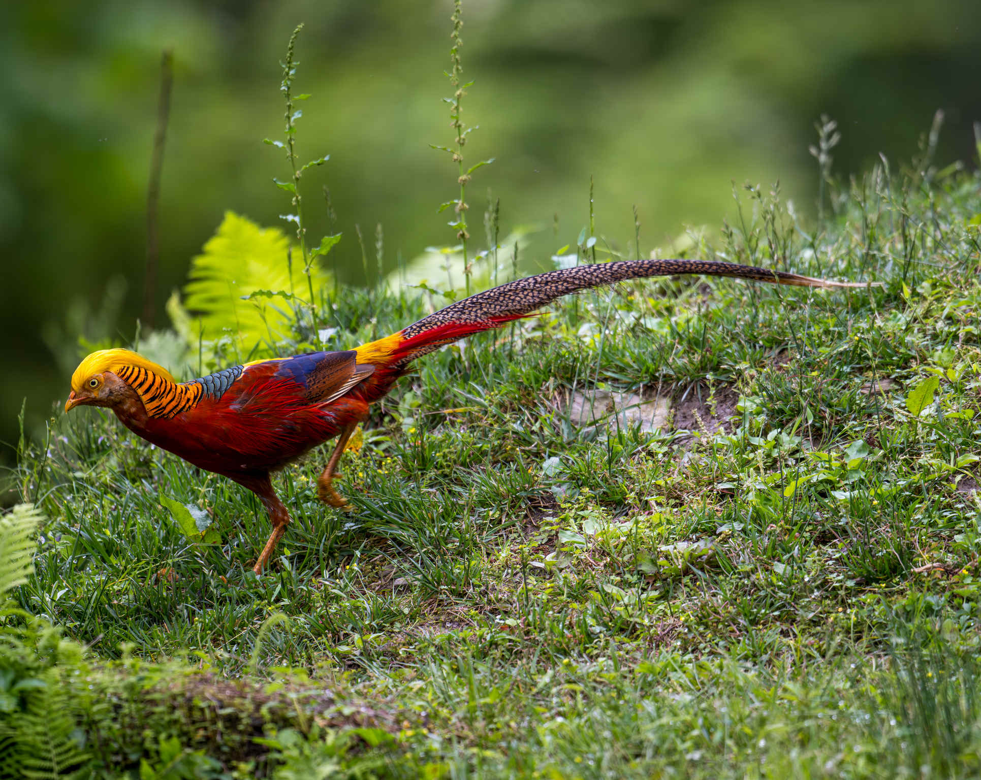 Species Spotlight: Golden Pheasant - 10,000 Birds