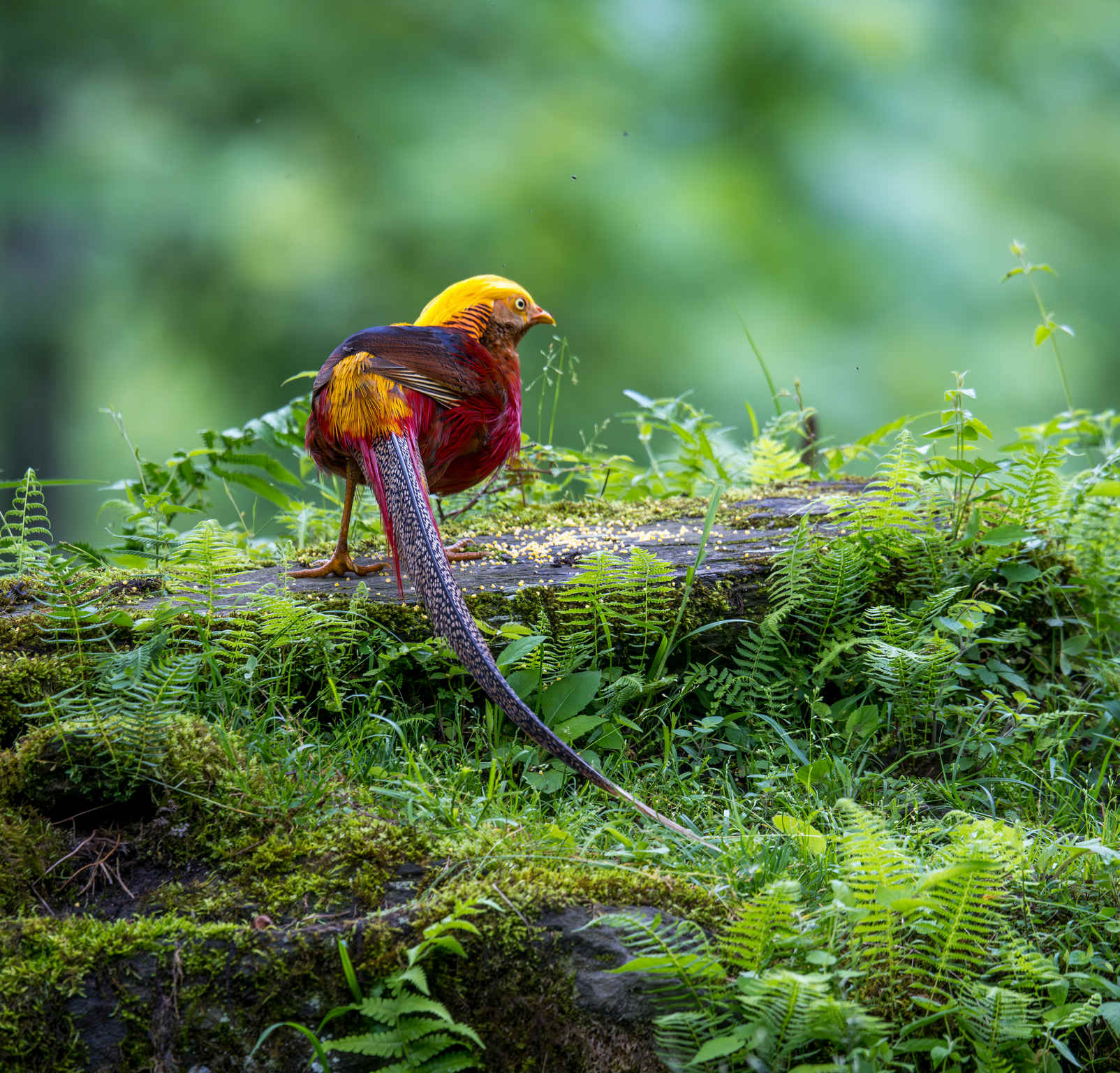 Species Spotlight: Golden Pheasant - 10,000 Birds