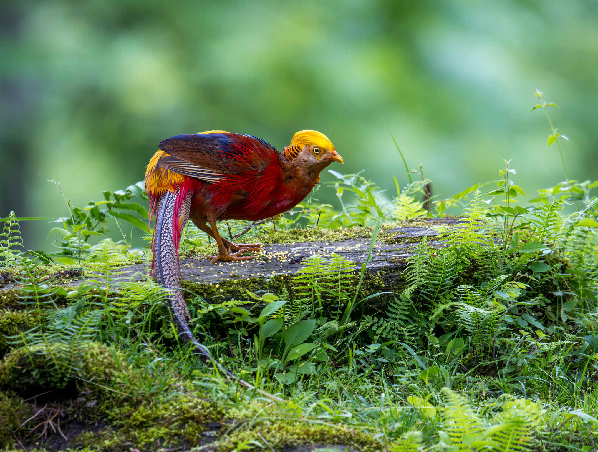 Species Spotlight: Golden Pheasant - 10,000 Birds